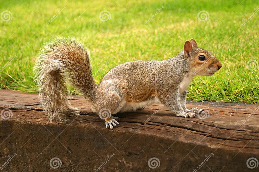 Red Squirrel stock image. Image of mammal, tail, vermin, trees - 9903