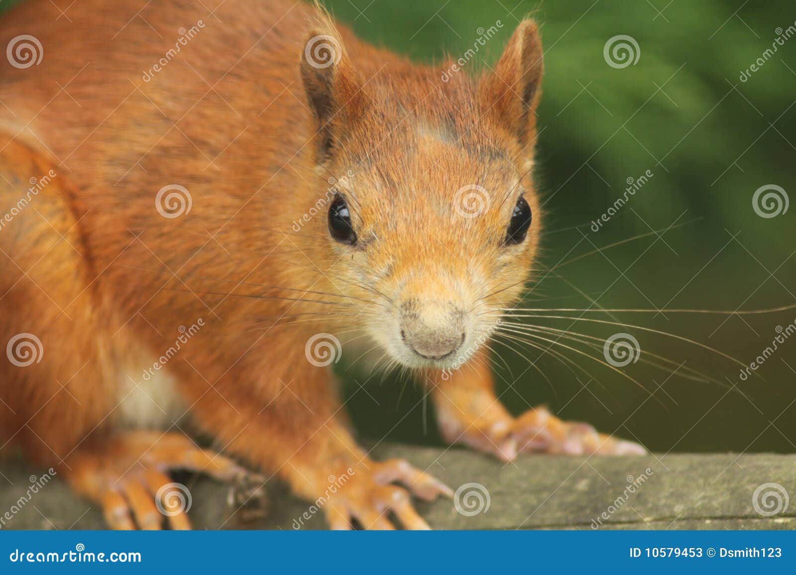 Red Squirrel stock image. Image of vulgaris, scottish - 10579453