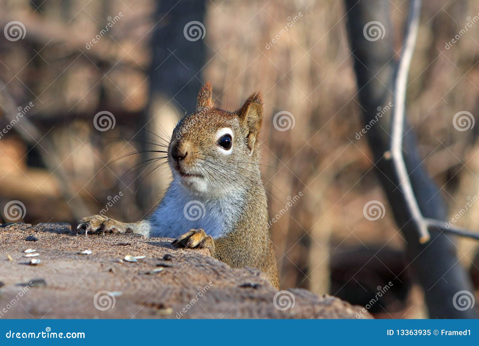 Red Squirrel stock image. Image of nature, creature, brown - 13363935