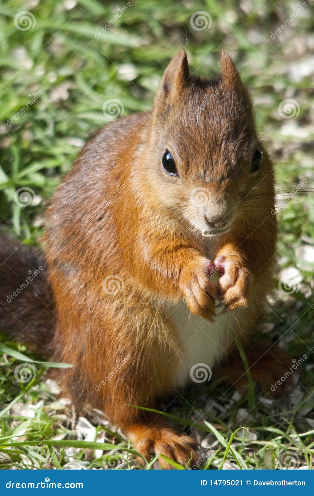 Red squirrel stock image. Image of squirrel, rare, british - 14795021