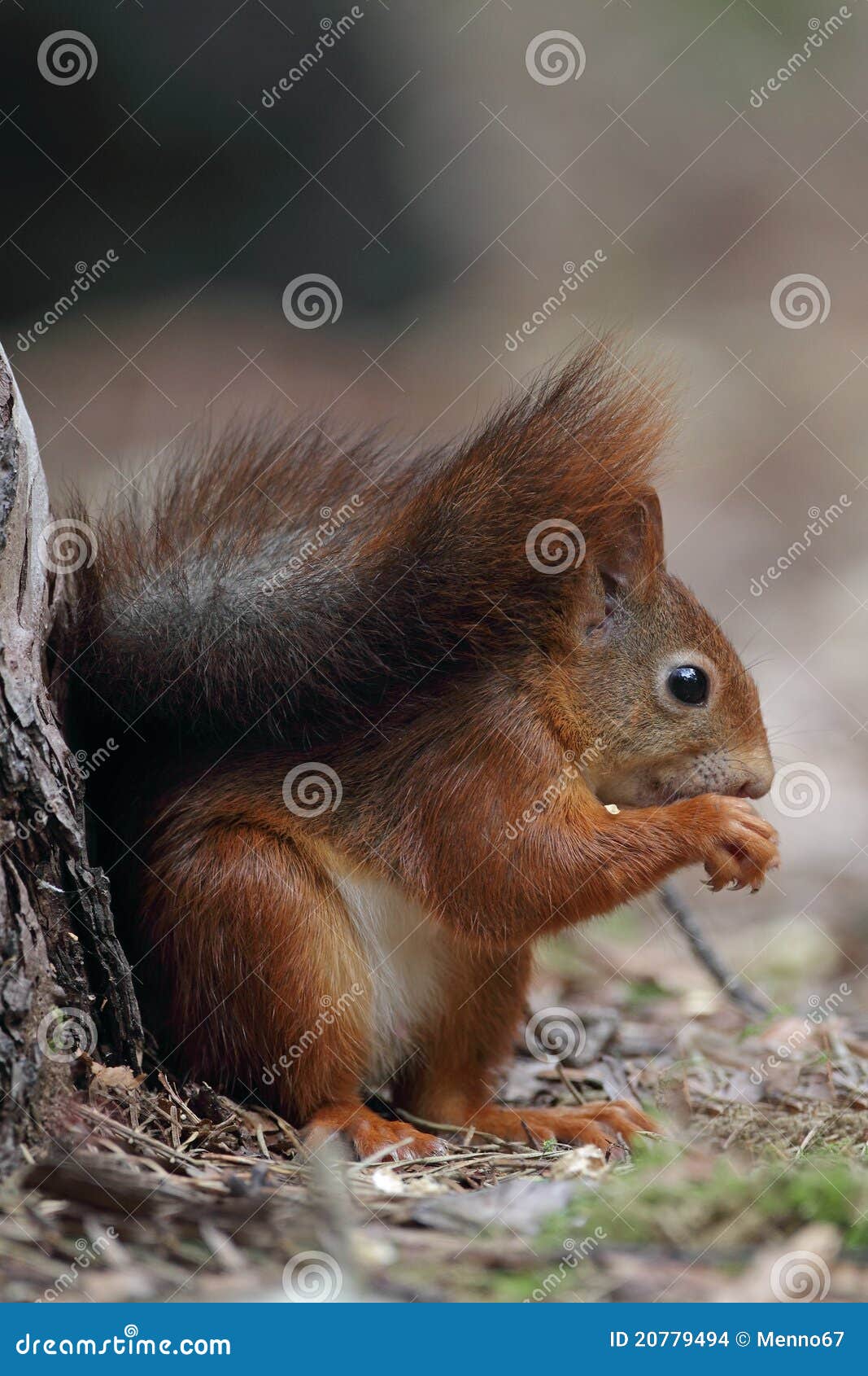 Red Squirrel stock photo. Image of squirrel, life, nature - 20779494