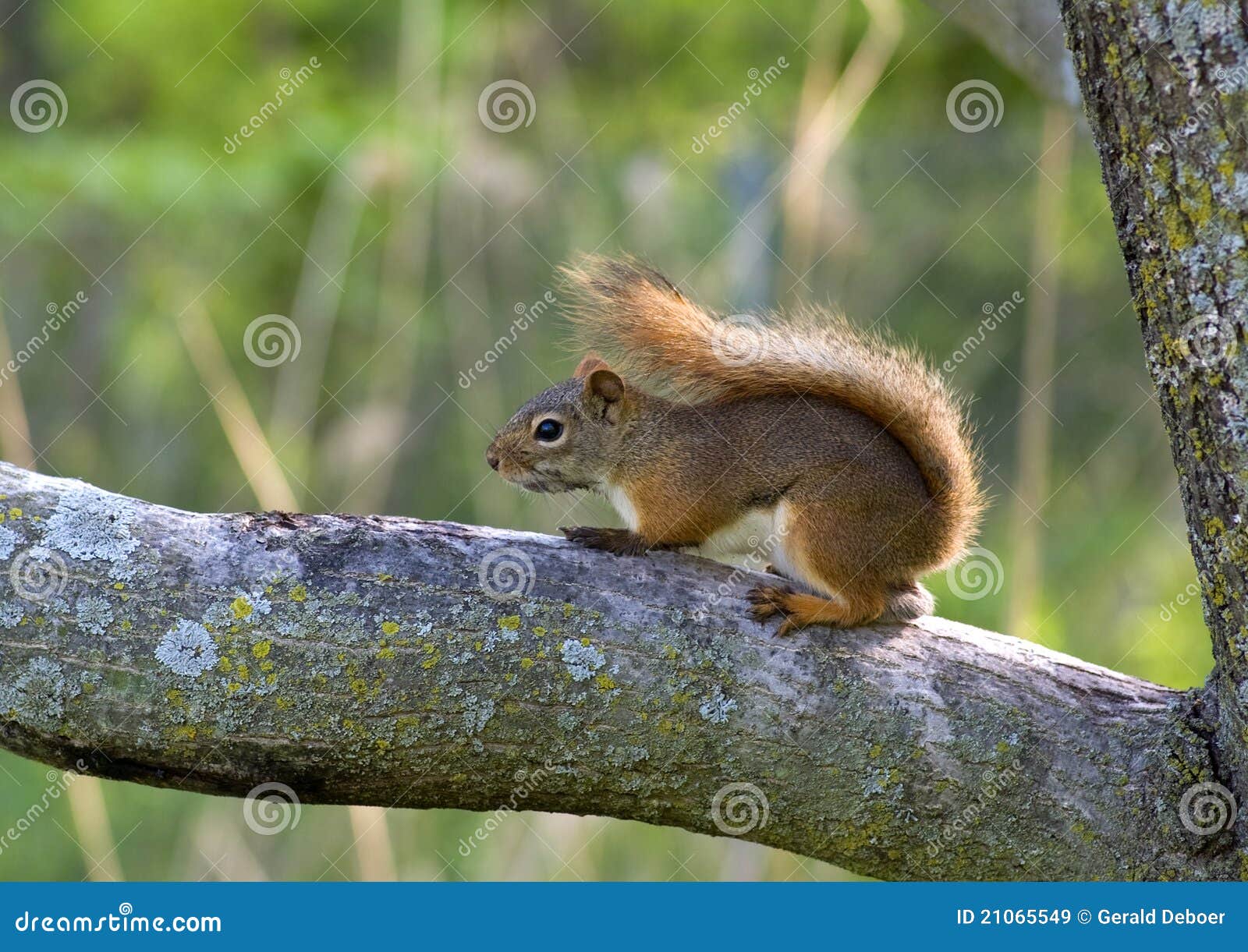 Red Squirrel stock image. Image of wild, creature, woodland - 21065549