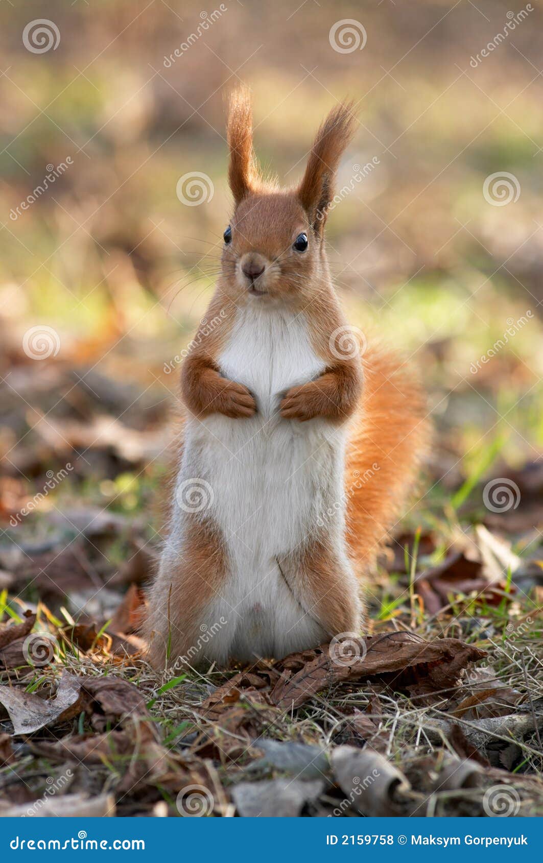 Wallpaper Red Squirrel Sitting