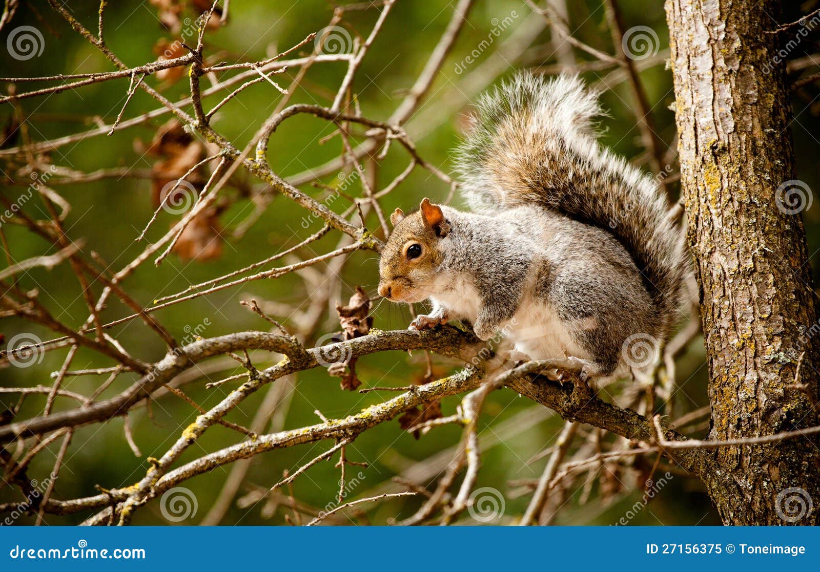 Red Squirrel stock image. Image of mammals, mammal, trees - 27156375