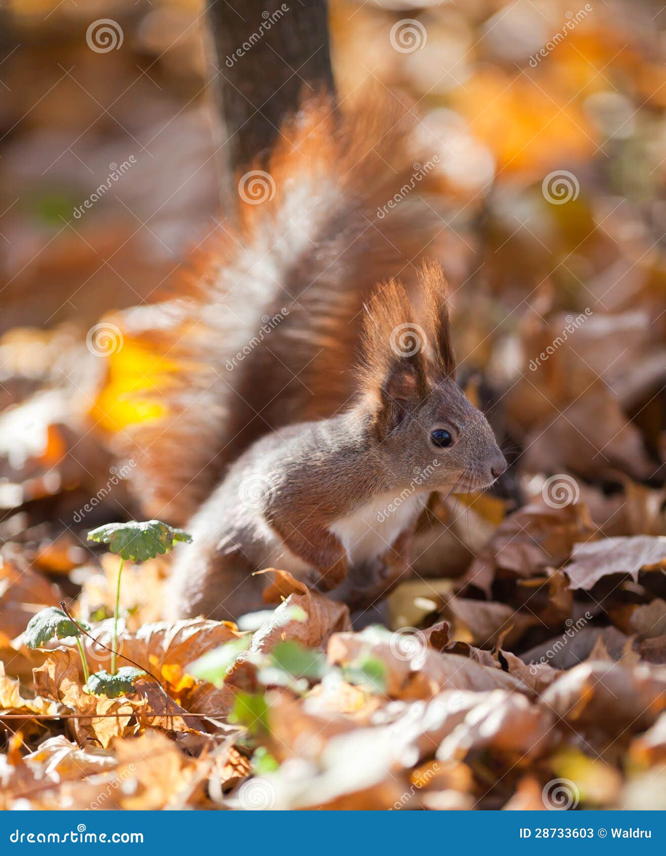 Red squirrel stock image. Image of closeup, side, squirrel - 28733603
