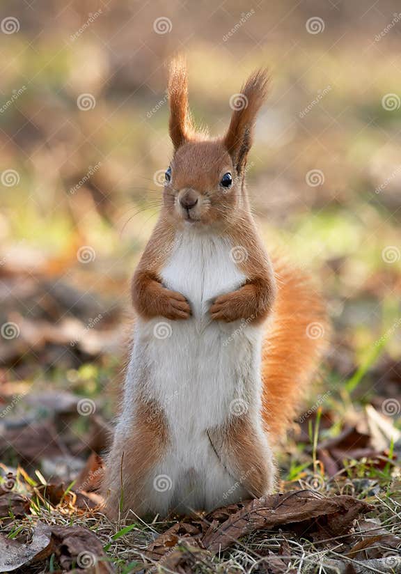 Red squirrel stock image. Image of life, rodent, wildlife - 3144685