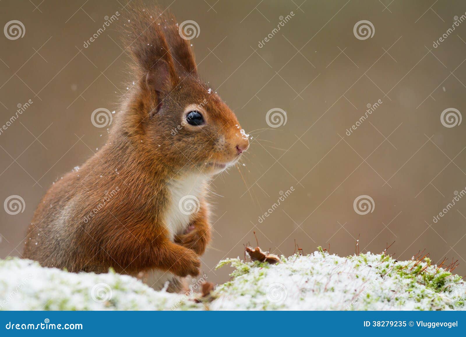 Red squirrel close-up stock image. Image of vulgaris - 38279235