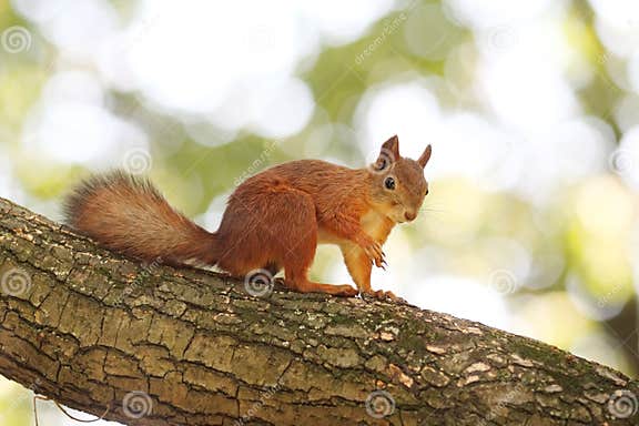Red squirrel stock photo. Image of tree, wild, nature - 5575018