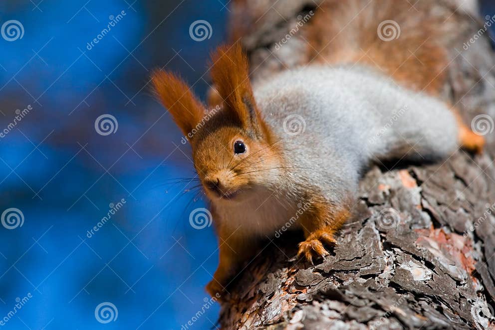 Red squirrel stock image. Image of summer, nature, color - 7243417