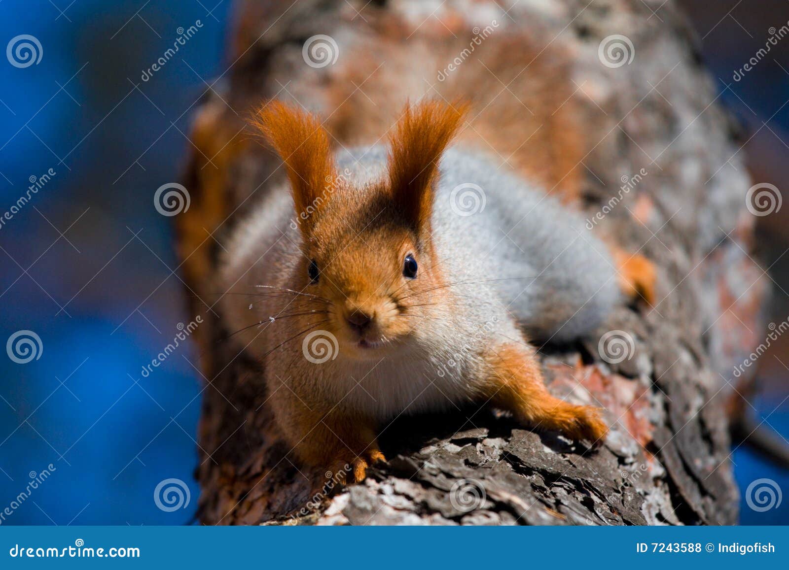 Red squirrel stock photo. Image of summer, beauty, cute - 7243588