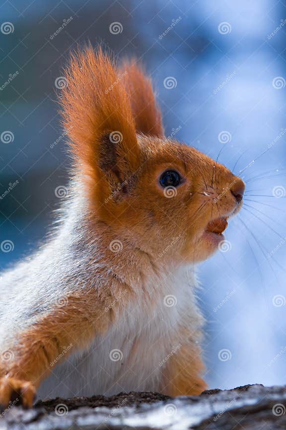 Red squirrel stock image. Image of pretty, forest, blue - 7243943