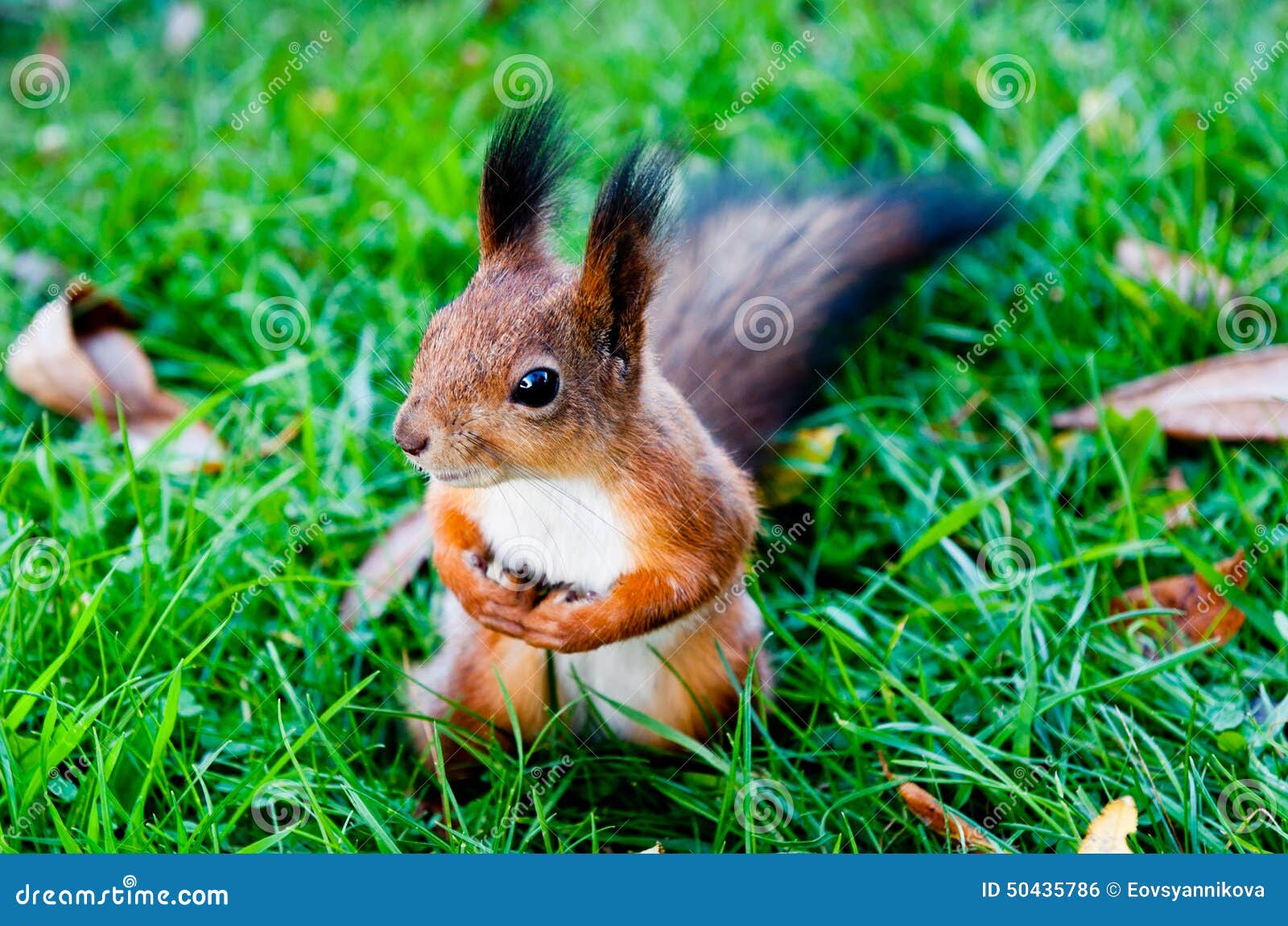 Red squirrel stock photo. Image of fall, squirrel, foliage - 50435786
