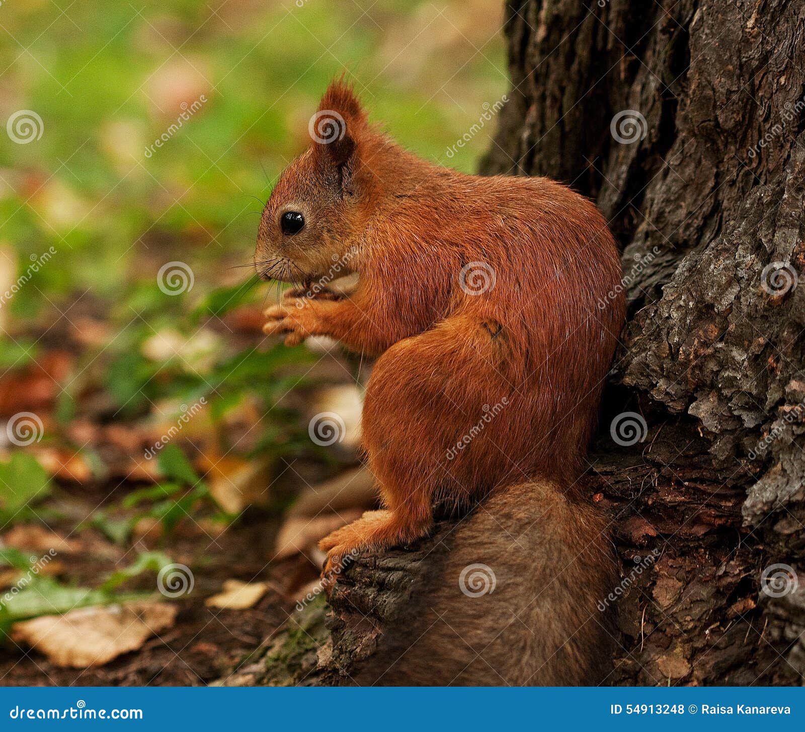 Red Squirrel in Autumn Forest Stock Photo - Image of european, seeds ...