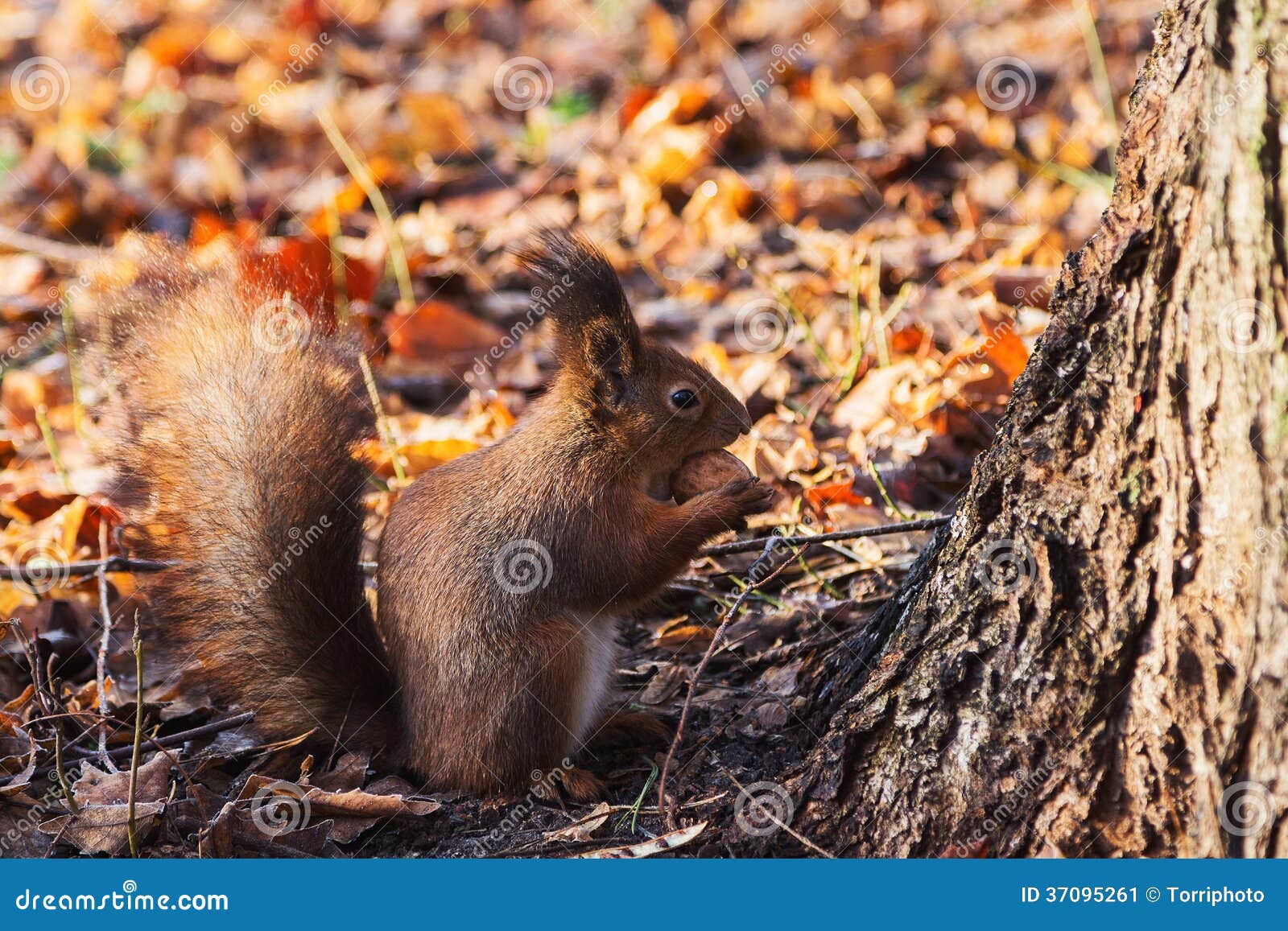 Red Squirrel in Autumn Forest (Sciurus Vulgaris) Stock Image - Image of ...