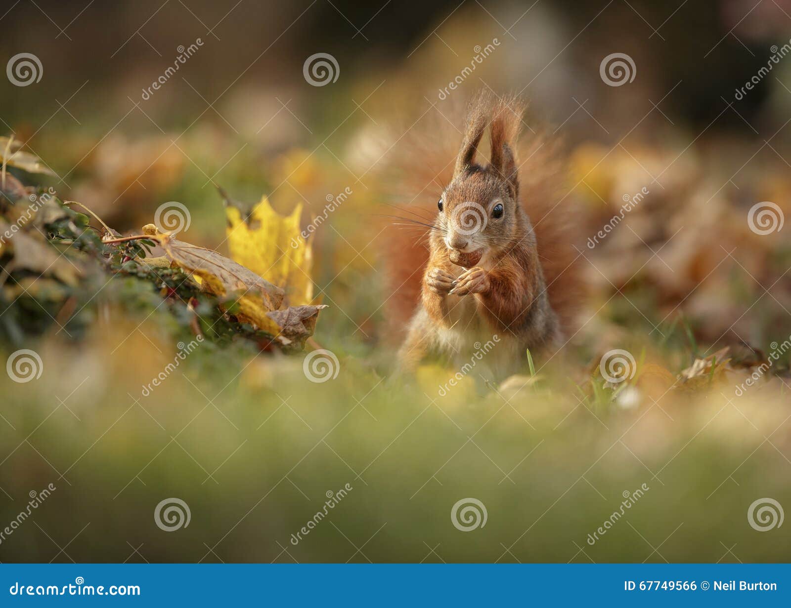 Red squirrel in autumn stock photo. Image of mossy, autumnal - 67749566