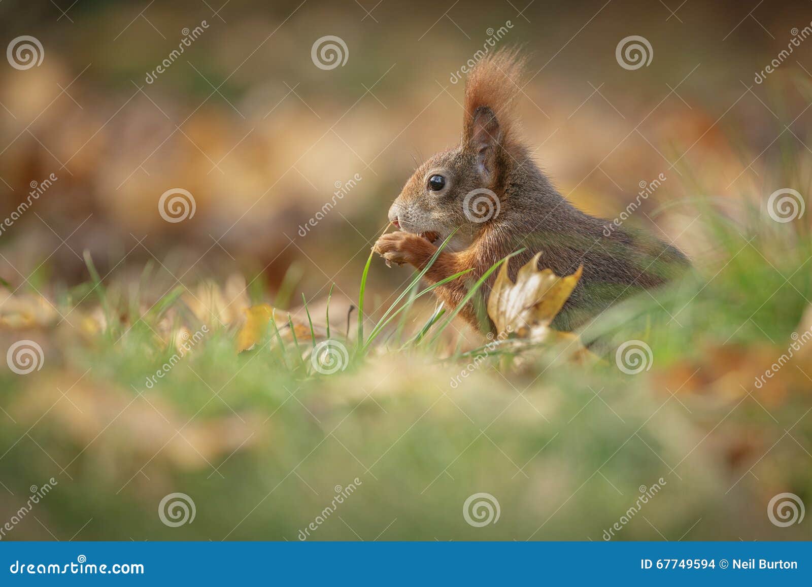 Red squirrel in autumn stock photo. Image of pine, posing - 67749594