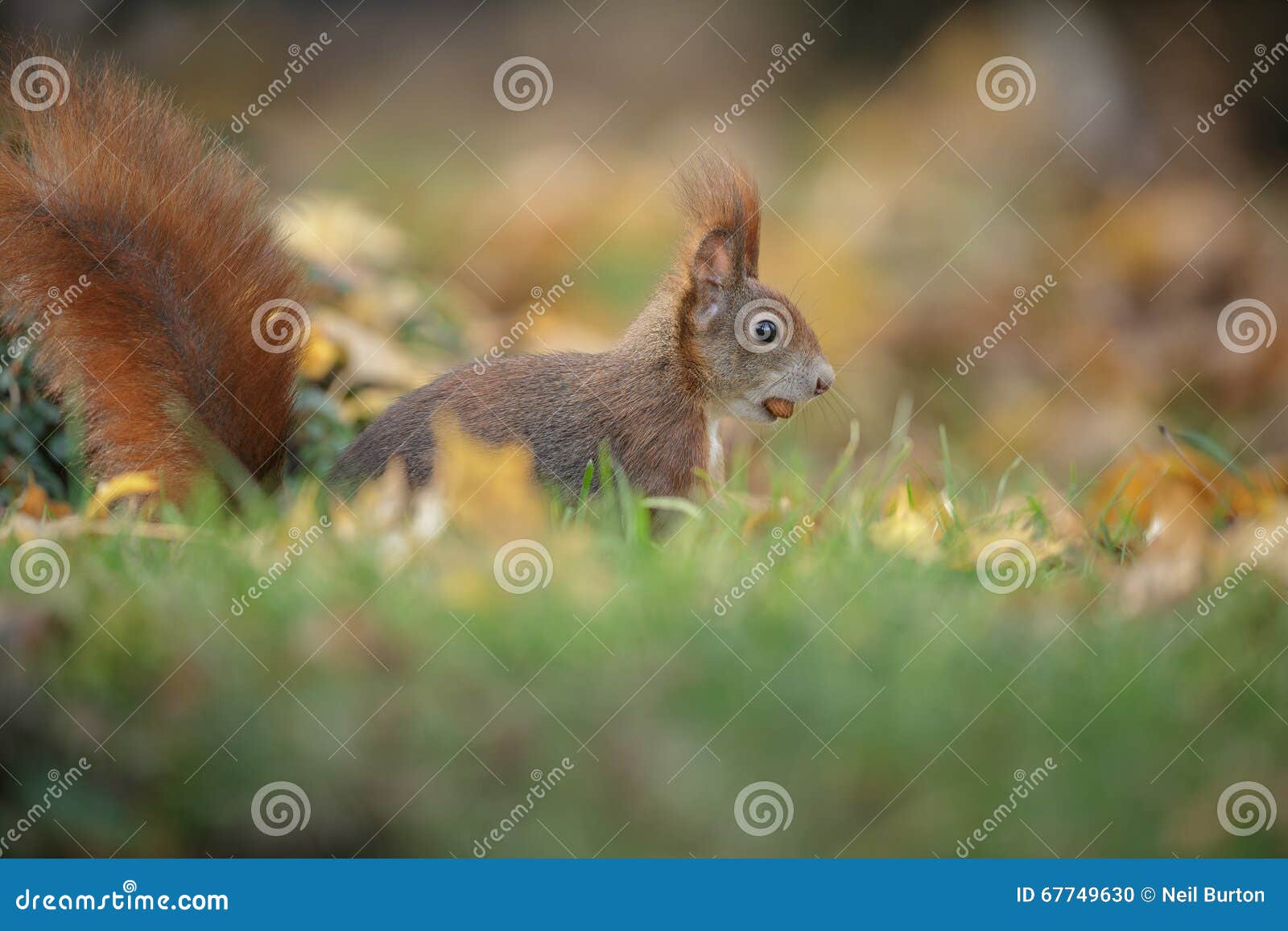 Red squirrel in autumn stock photo. Image of pine, leaves - 67749630