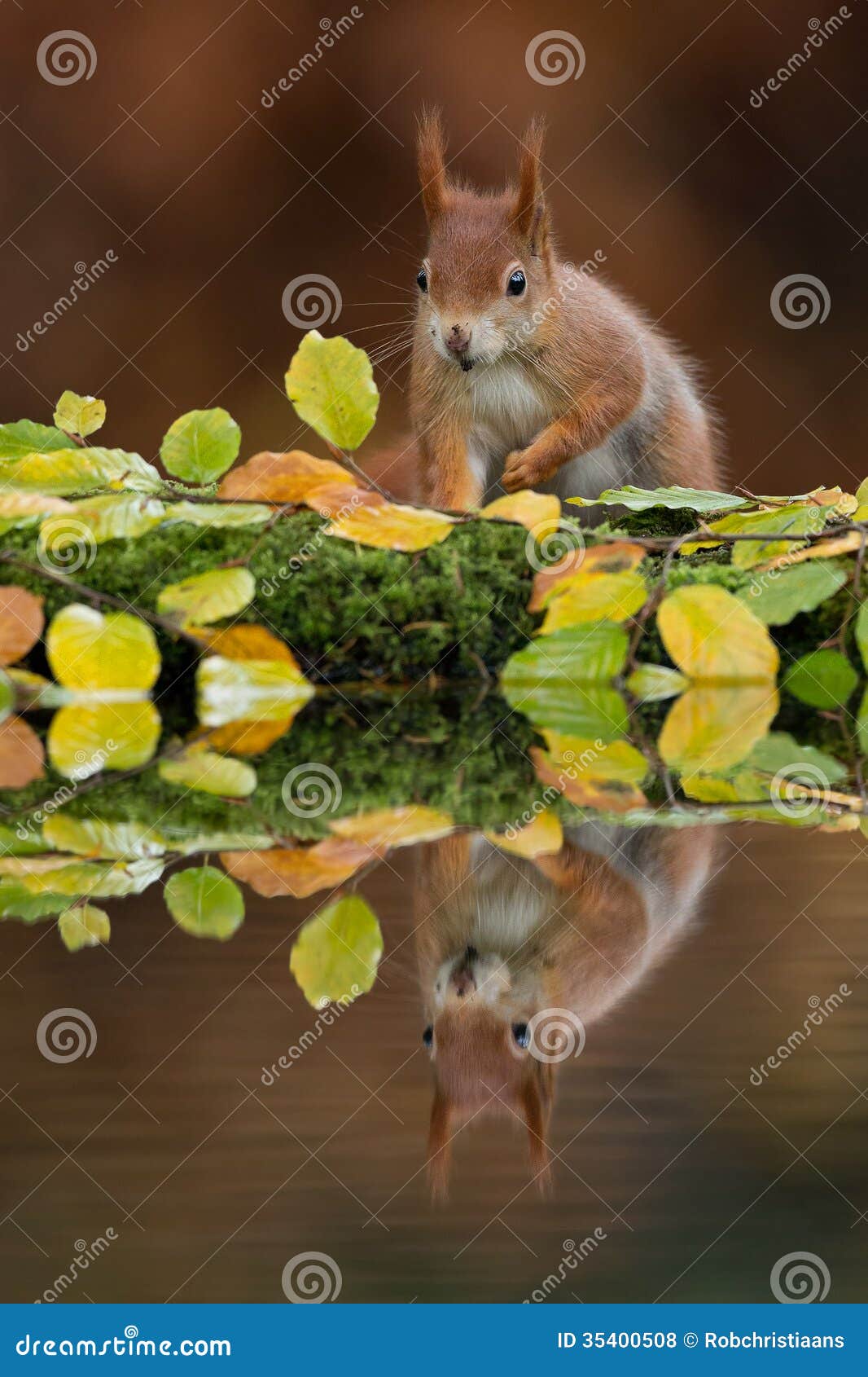 Red squirrel in the autumn stock photo. Image of european - 35400508