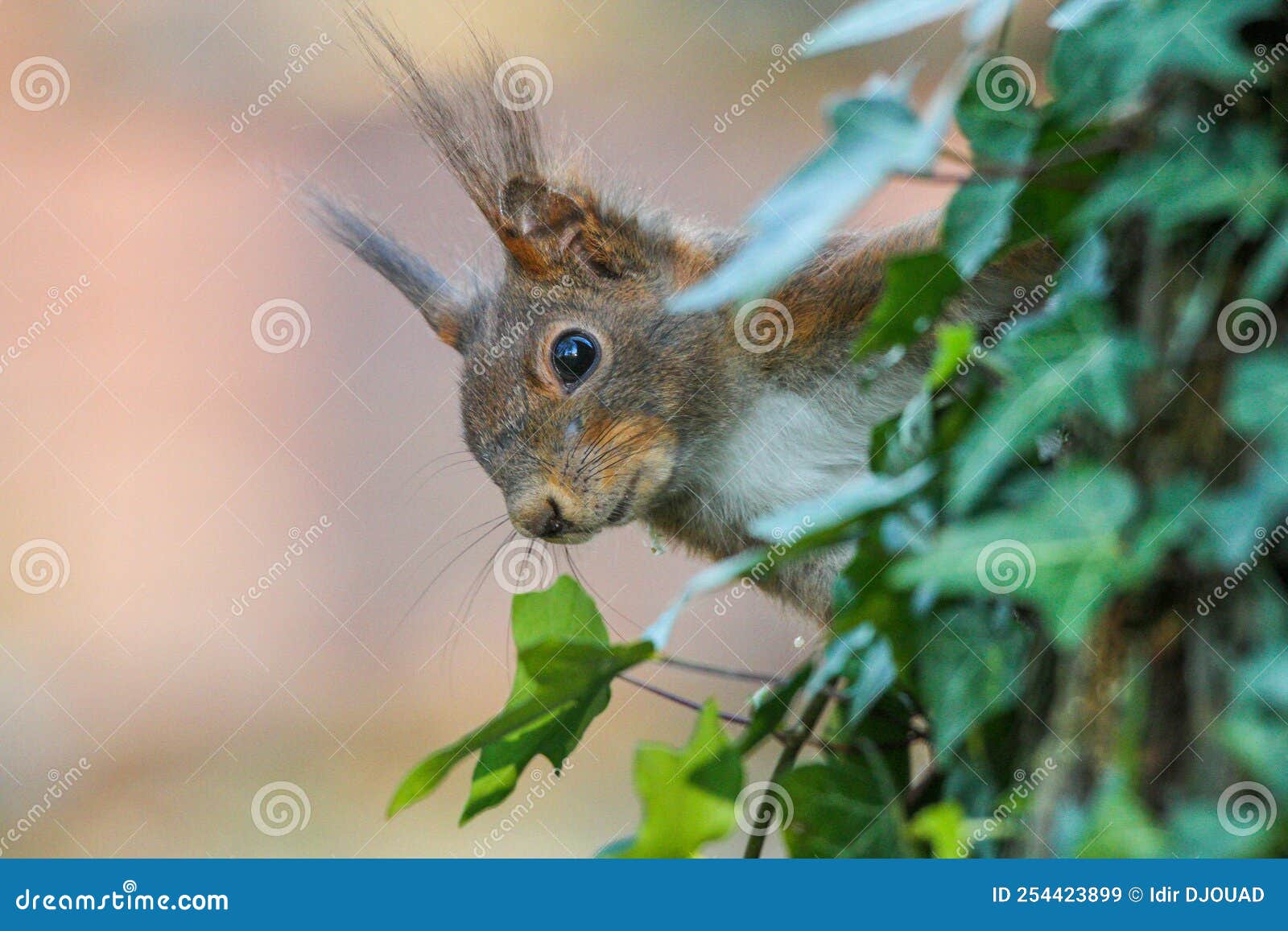 Red Squirrel Behind a Tree in the Forest Stock Image - Image of monkey ...