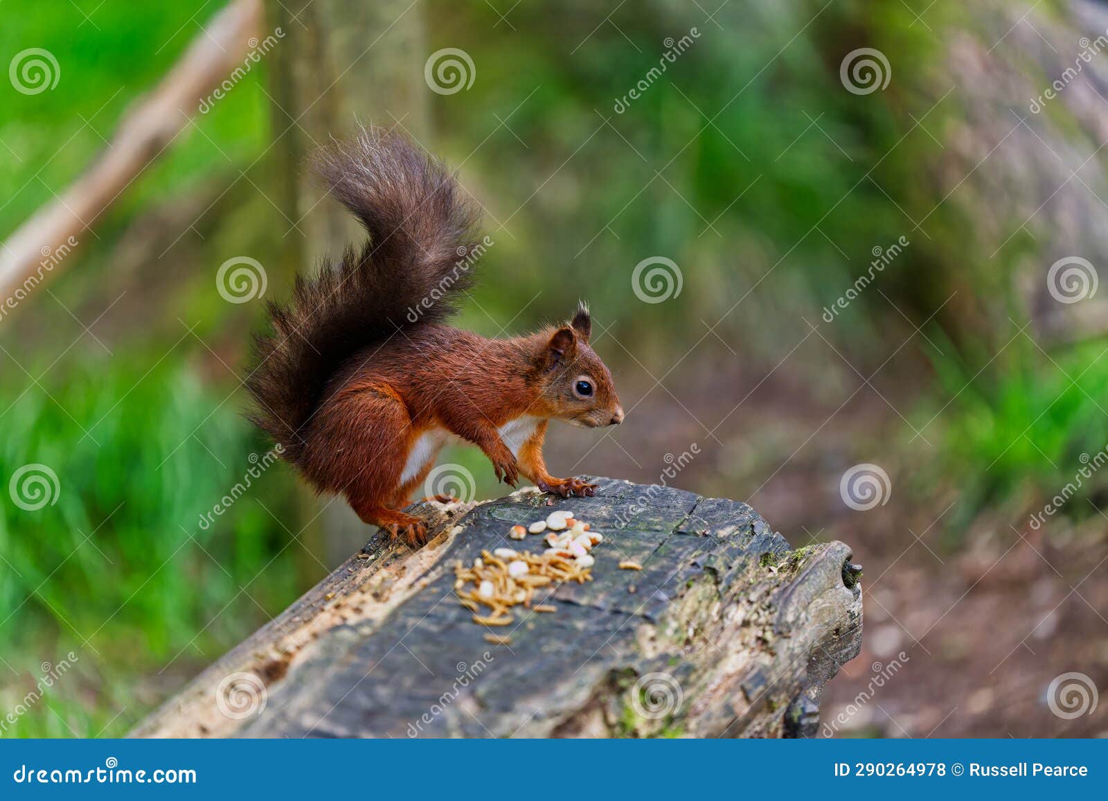 Red squirrel bench nutting stock photo. Image of animal - 290264978