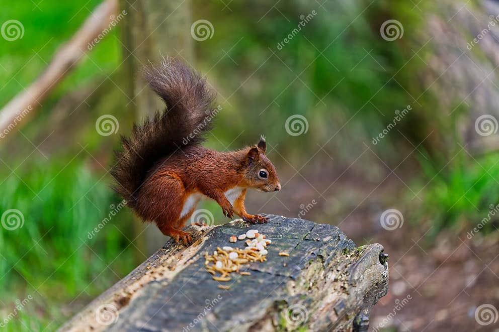 Red squirrel bench nutting stock photo. Image of animal - 290264978