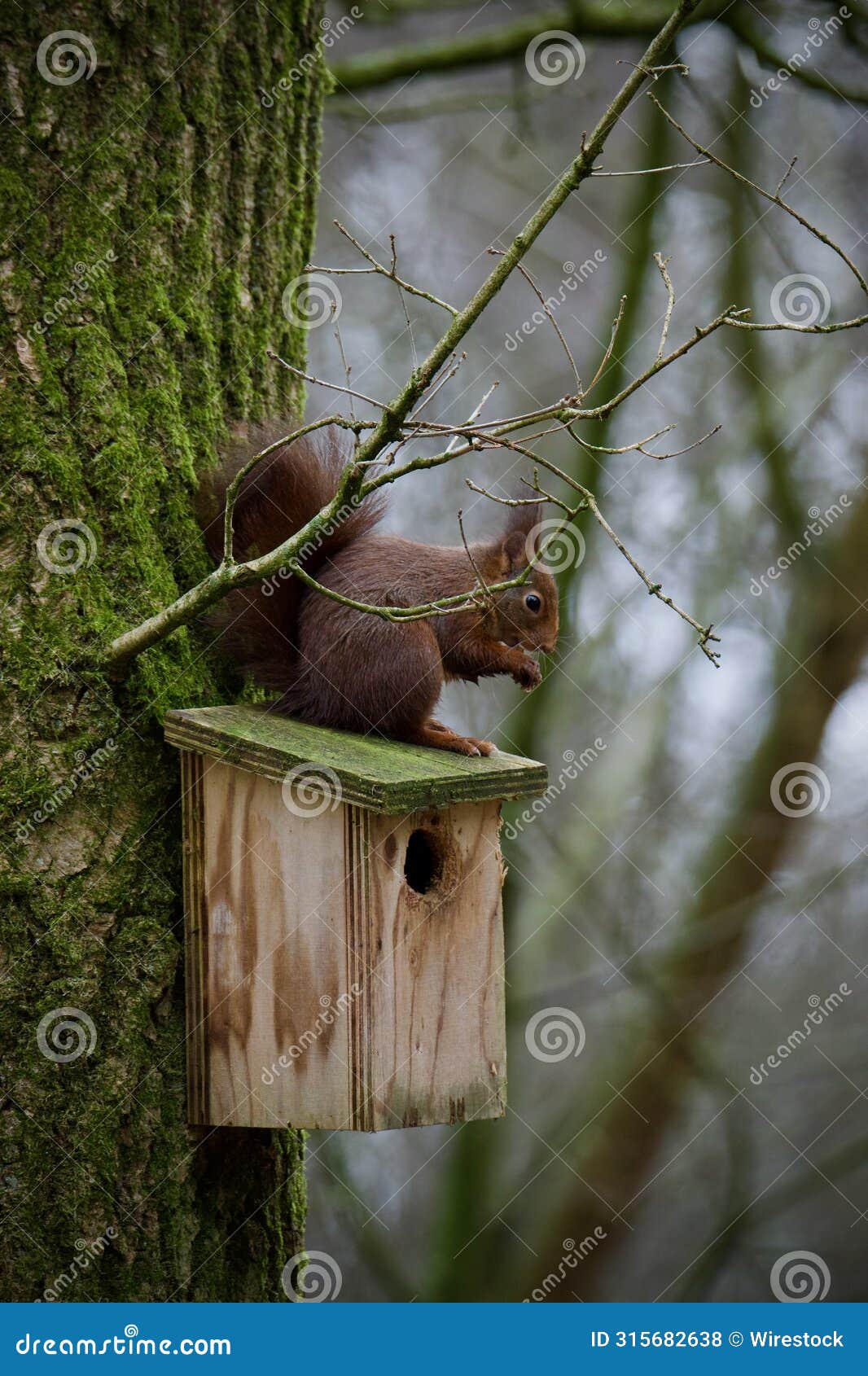 Red Squirrel on a Birdhouse on a Tree Trunk Stock Photo - Image of ...