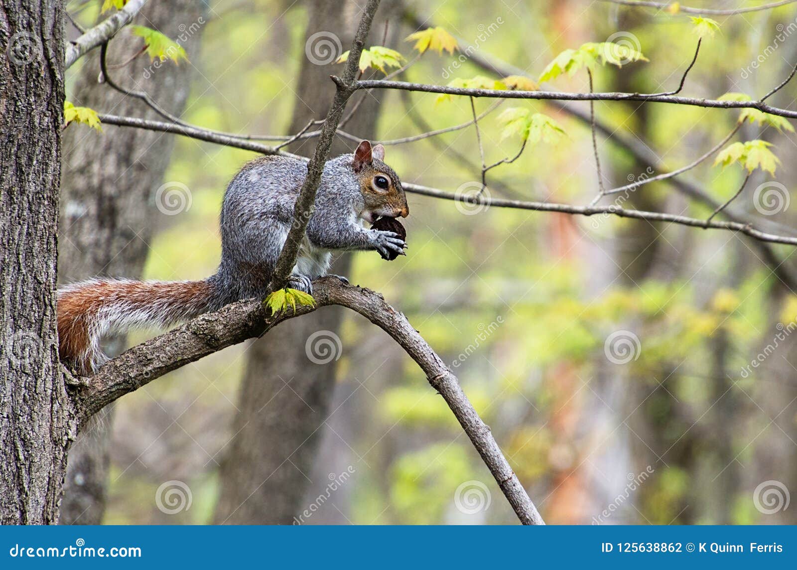 A Red Squirrel with a Black Walnut Stock Photo - Image of black, animal ...