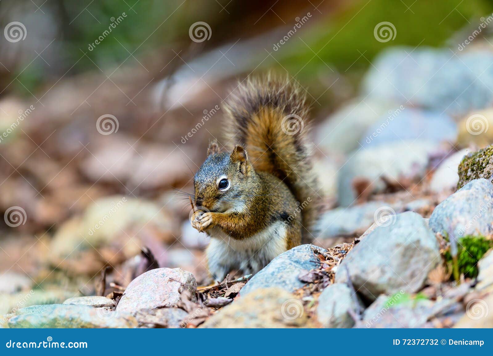 Red Squirrel stock photo. Image of natural, eurasian - 72372732