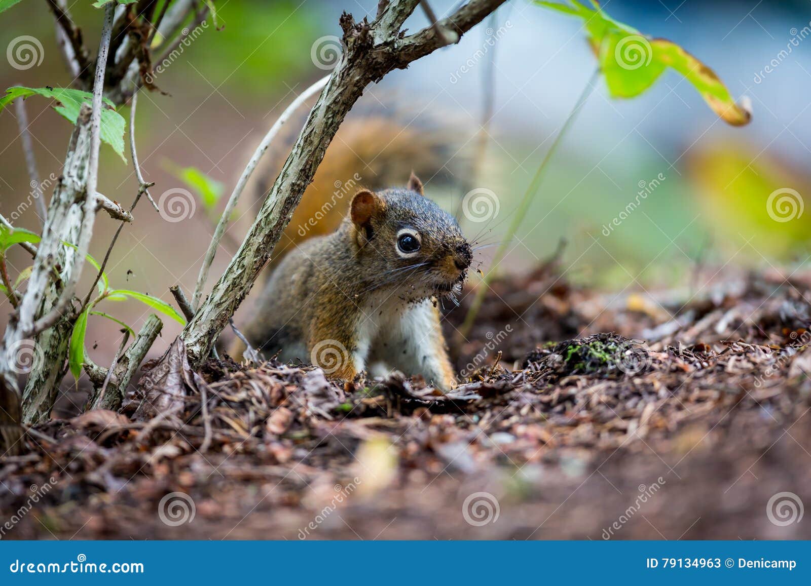 Red Squirrel stock image. Image of cute, sciurus, rodent - 79134963