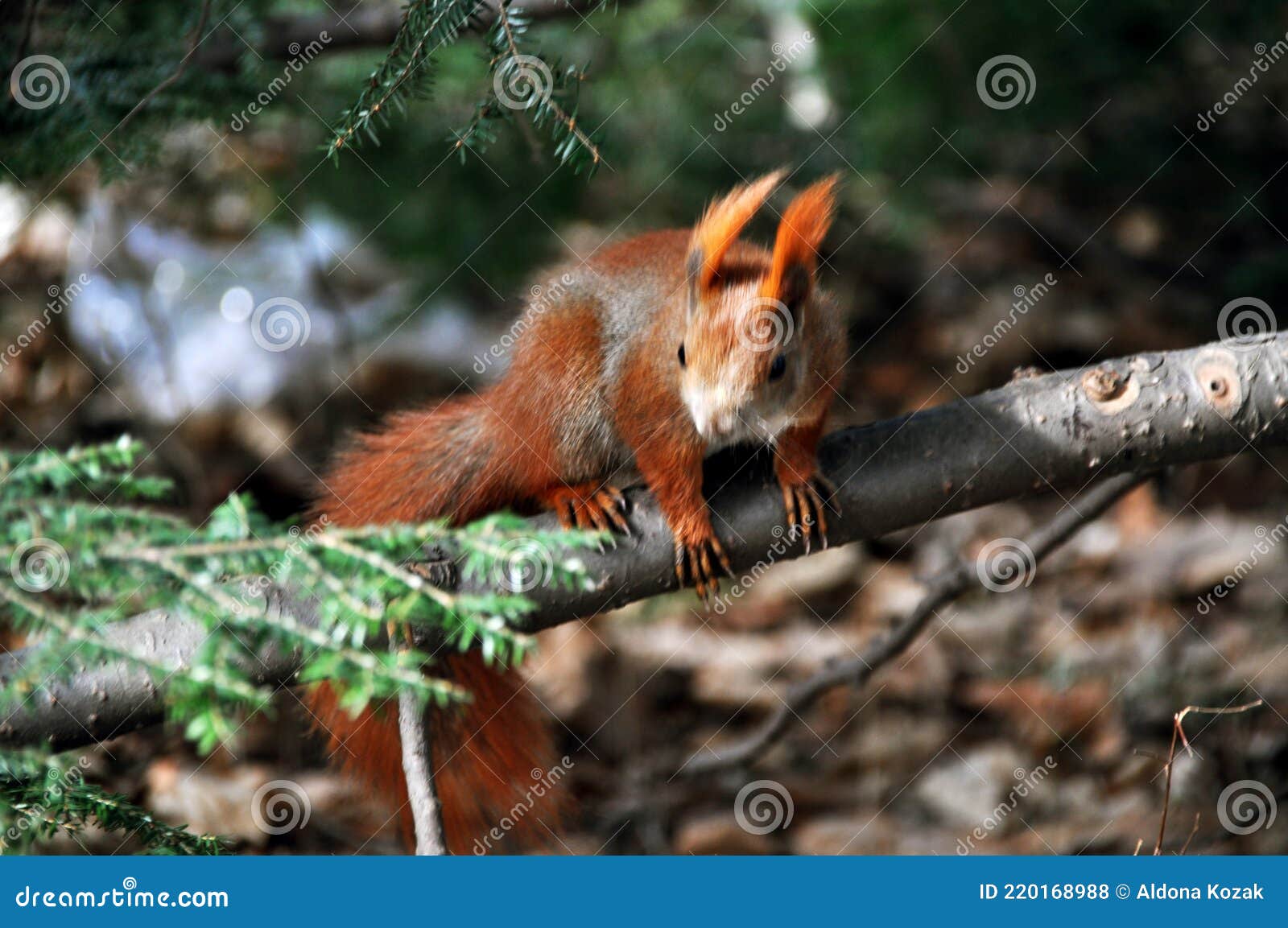 Red Squirrel on a Branch Rodent with a Long Fluffy Tail Stock Photo ...