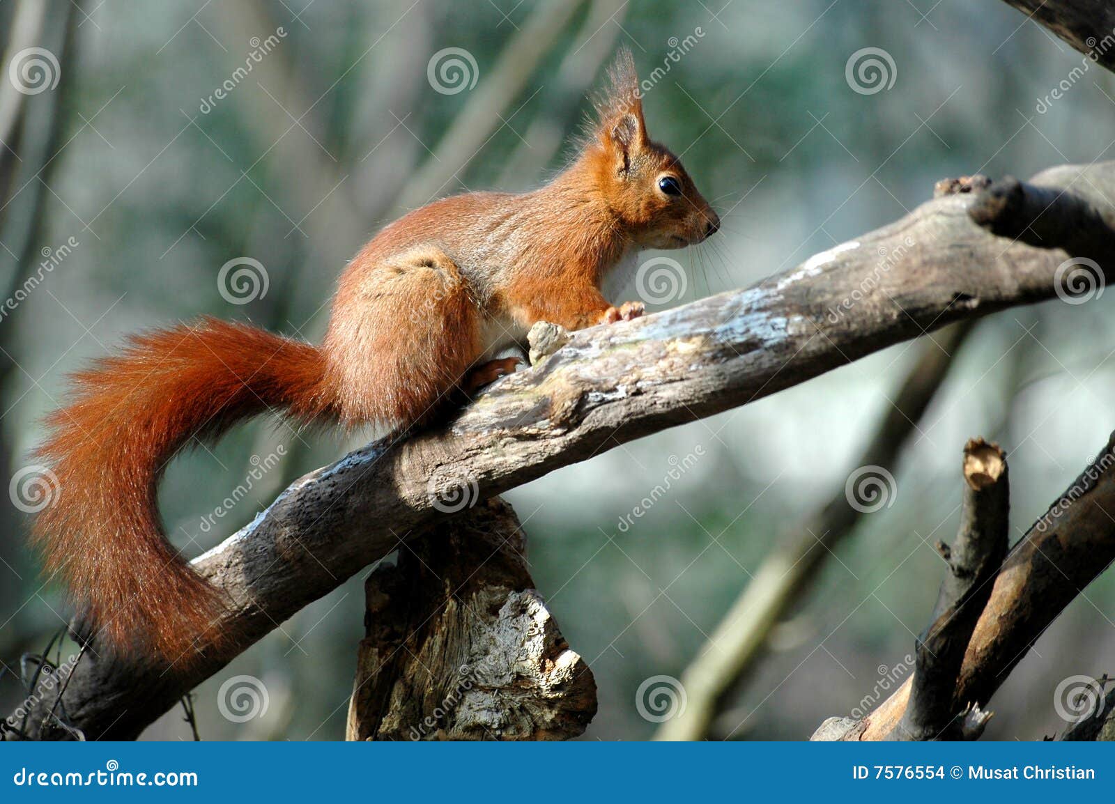 Red Squirrel on Branch Tree Stock Photo - Image of brown, closeup: 7576554