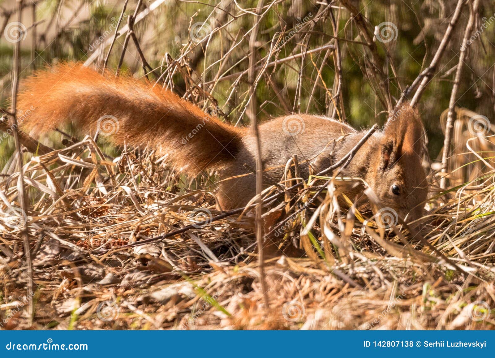 A Red Squirrel with a Bright Fluffy Tail Runs on the Fallen Leaves ...