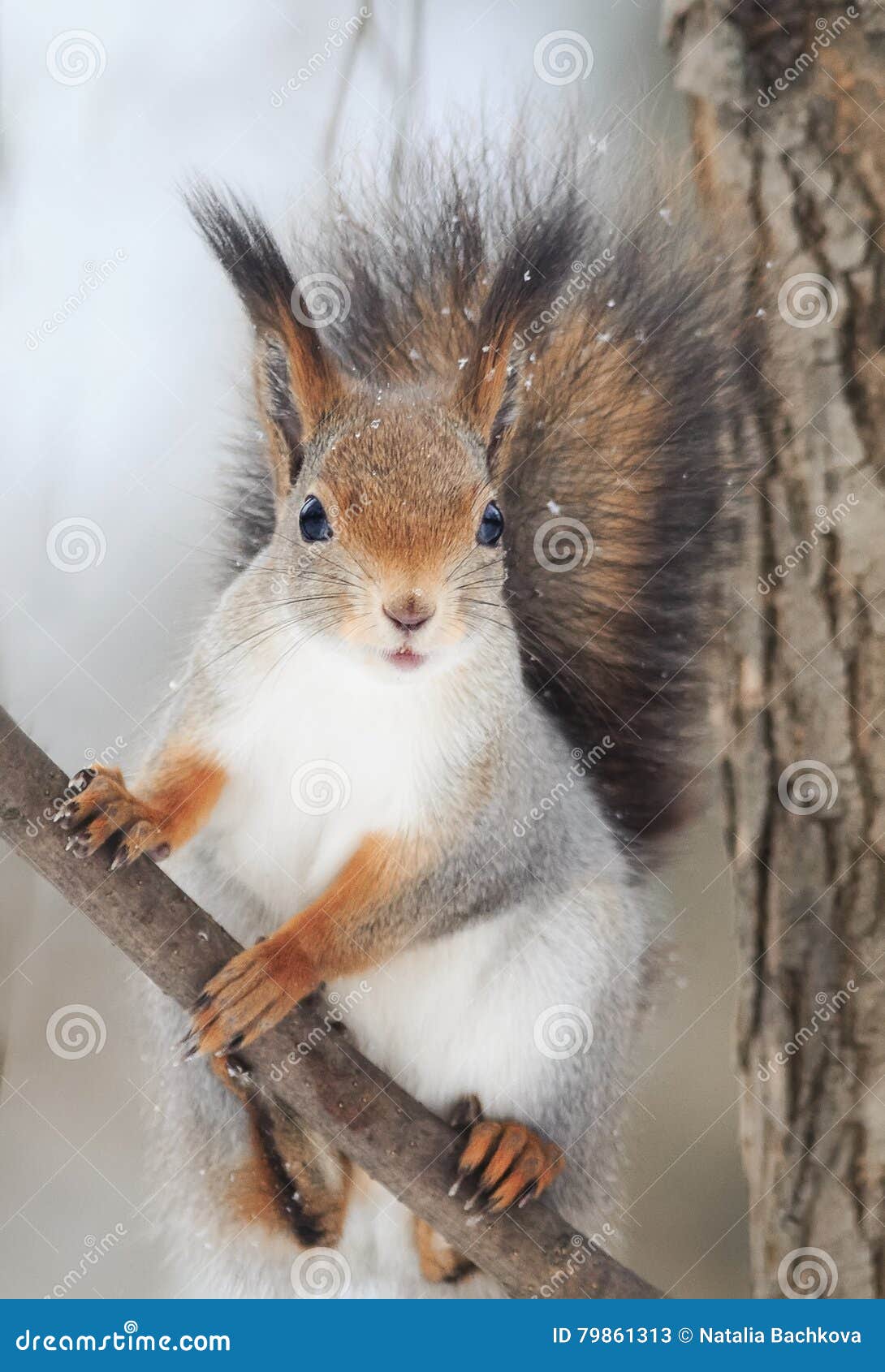 Red Squirrel with a Bushy Tail Sits on Tree and Eats Nuts in the Snow ...