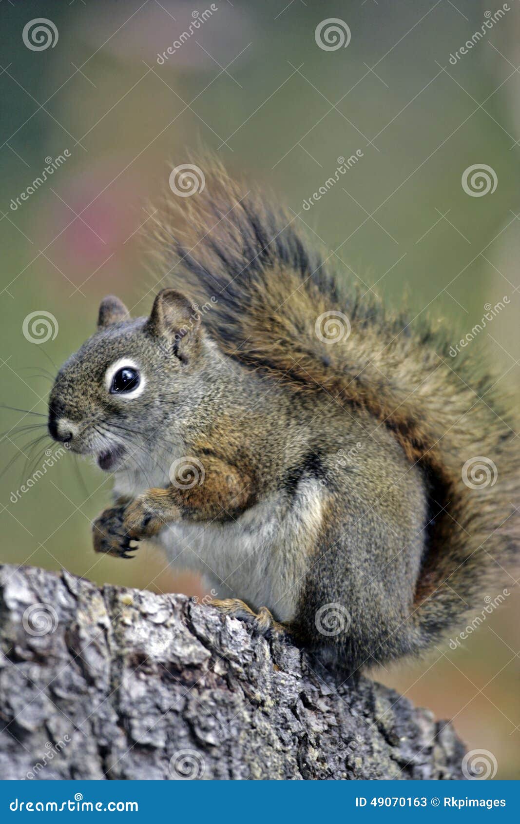 Red Squirrel calling stock image. Image of mammals, hudsonicus - 49070163