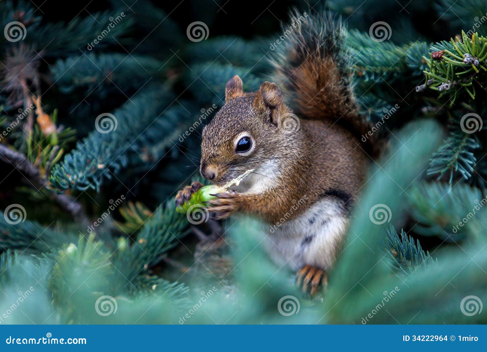 Red Squirrel stock photo. Image of brunswick, sciuridae - 34222964