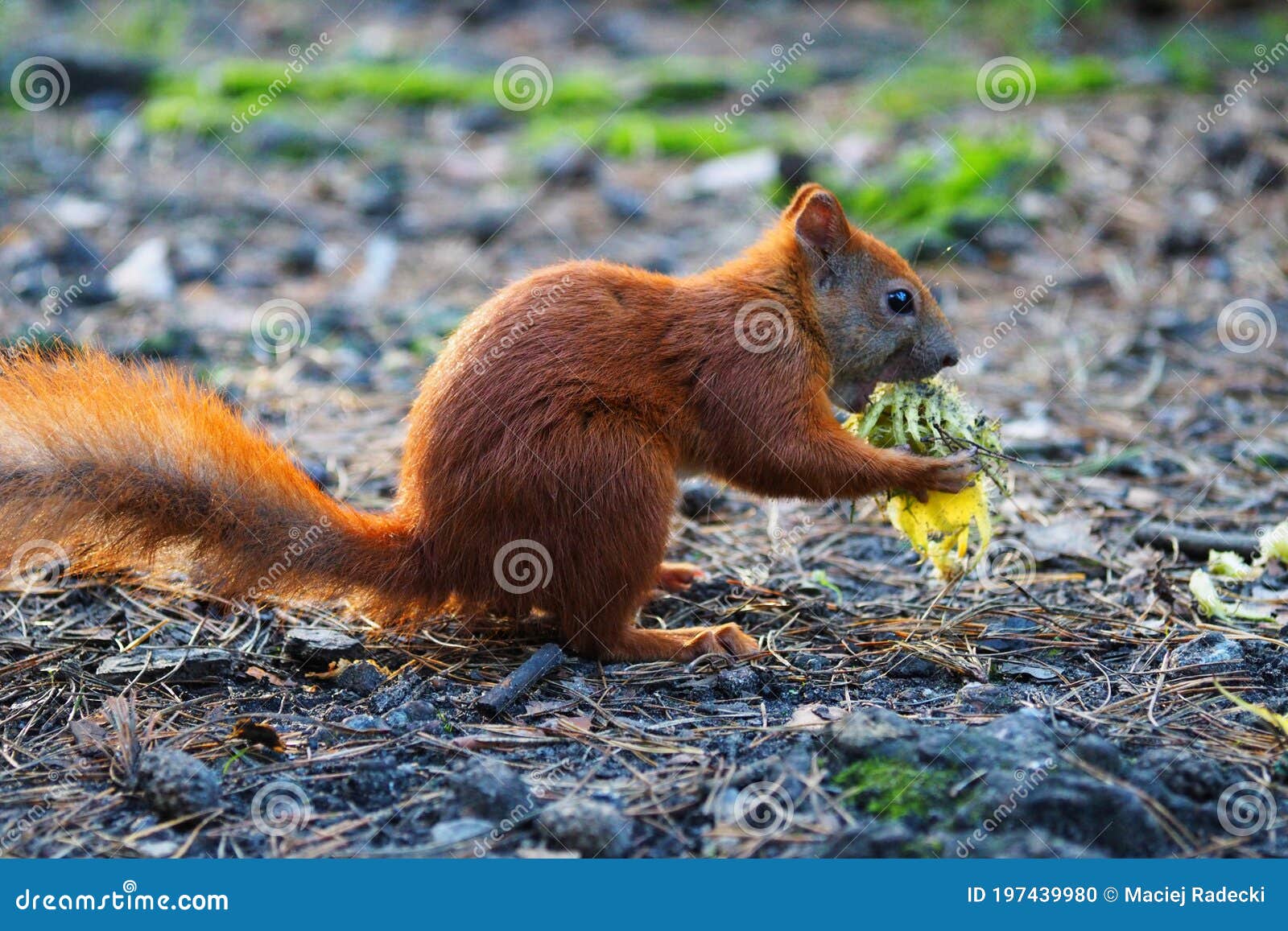 Red Squirrel Chewing a Nut Shell Stock Photo - Image of furry, park ...