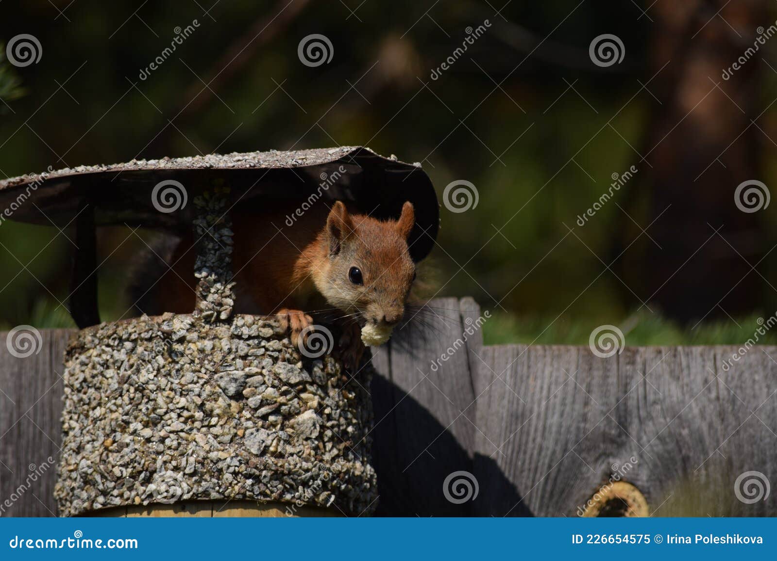Squirrel Sits in the Chimney in the Garden Stock Image - Image of pine ...