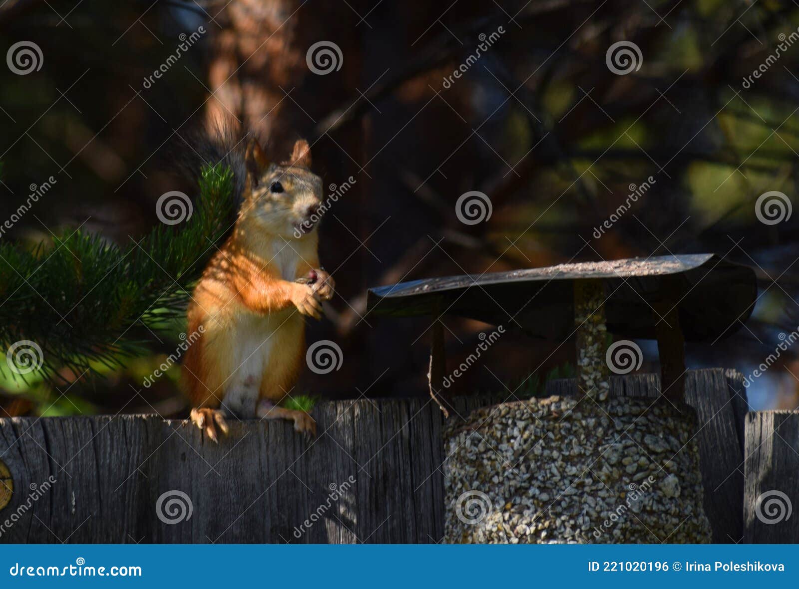 Squirrel and the Chimney in the Garden Stock Photo - Image of forest ...