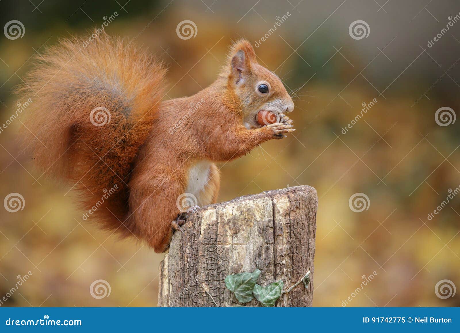 Red Squirrel in Classic Pose Stock Image - Image of britain, forest ...