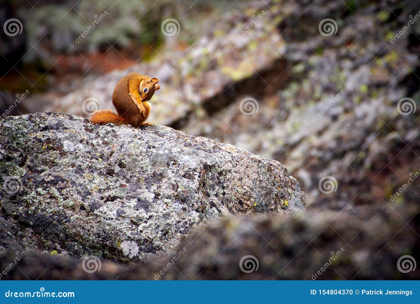 Red Squirrel Cleaning Itself at Devils Tower National Monument Stock ...