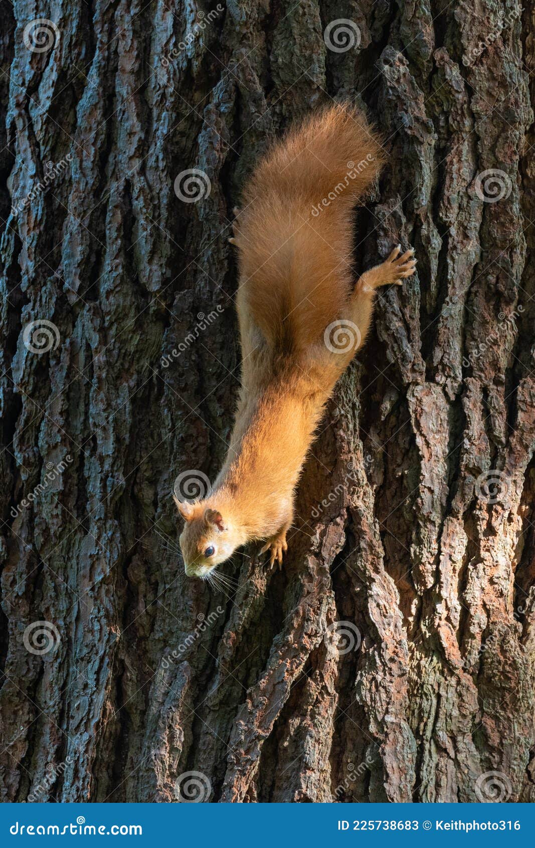 Squirrel Climbing Down Tree