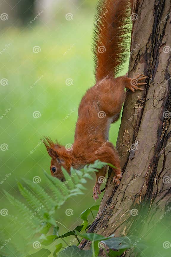 Red Squirrel Climbing Down a Tree Trunk in a Lush Green Forest. Stock Image - Image of nature ...