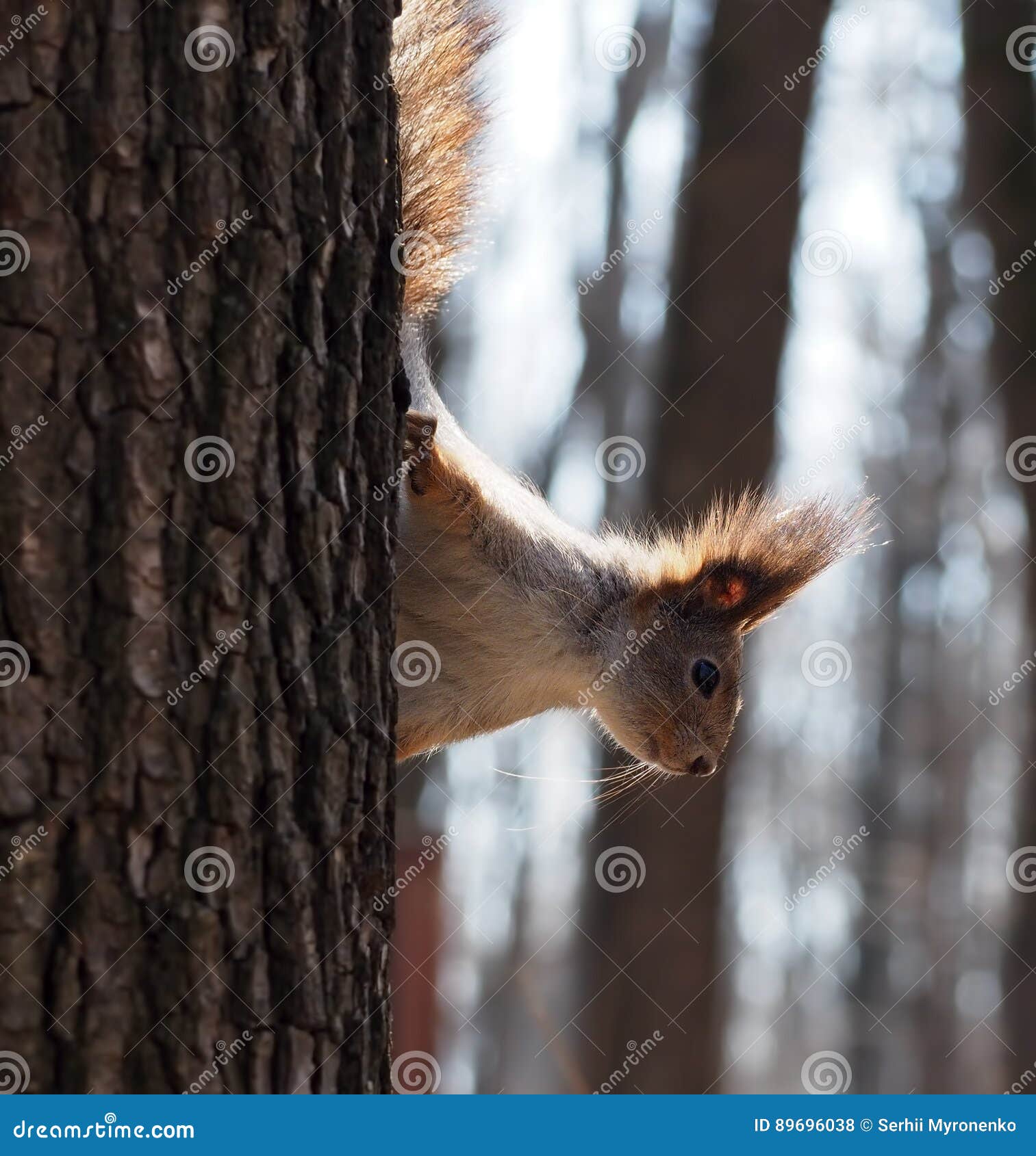 Red Squirrel Climbing at Tree Stock Photo - Image of nature, rodent ...