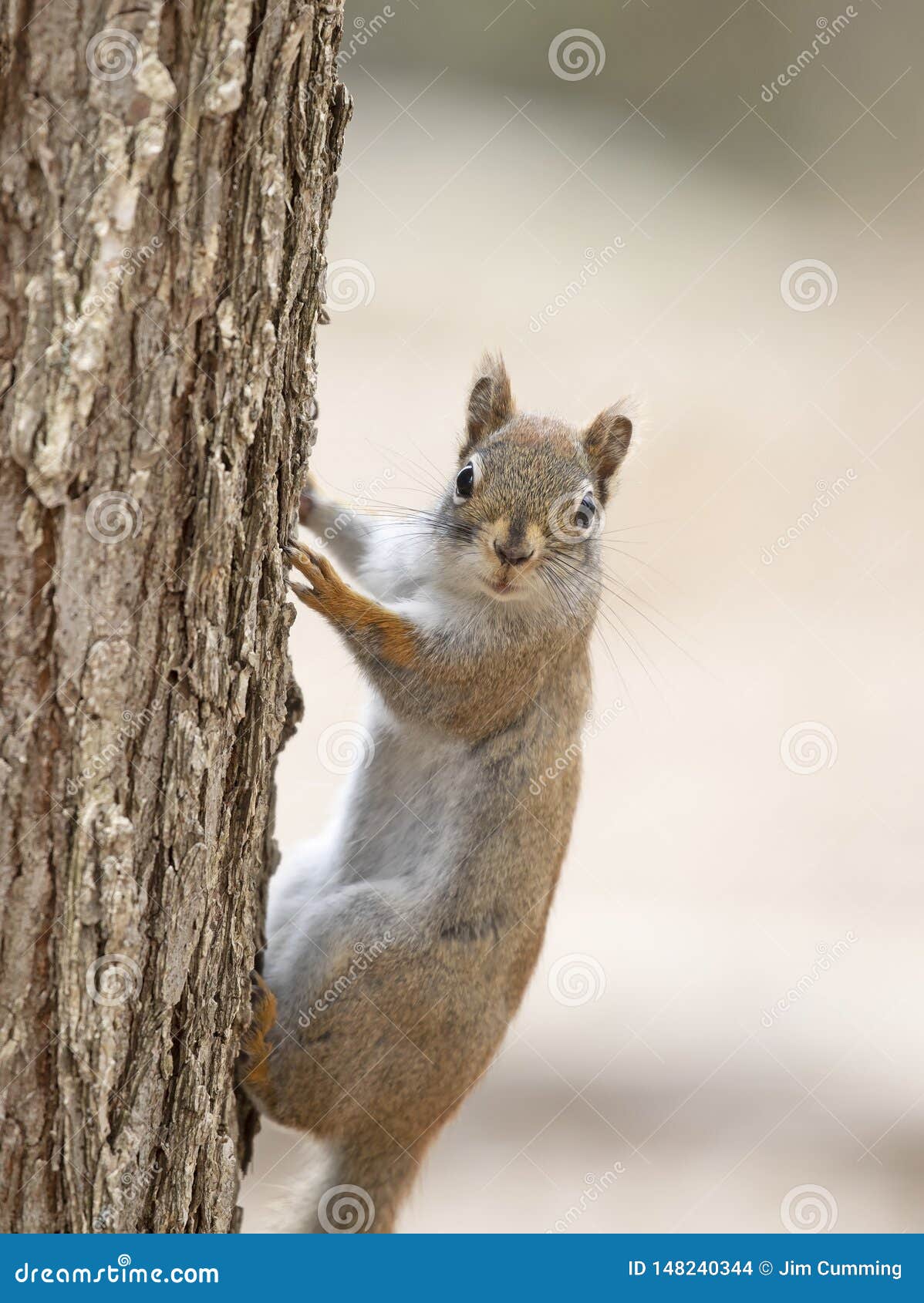 A Red Squirrel Climbing a Tree in the Forest in Springtime. Stock Photo ...