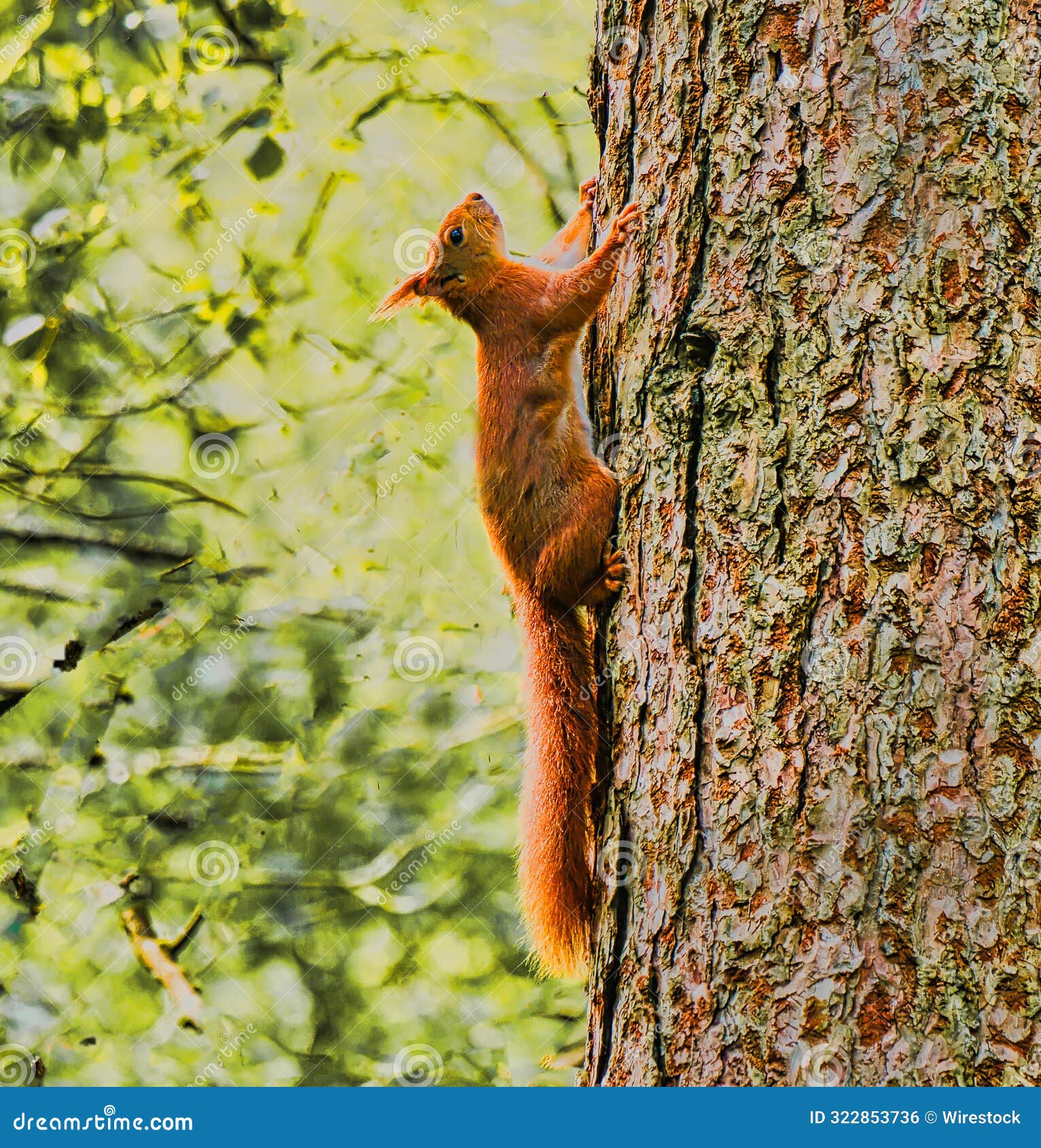 Red Squirrel Climbing a Tree in North Wales. Stock Photo - Image of ...