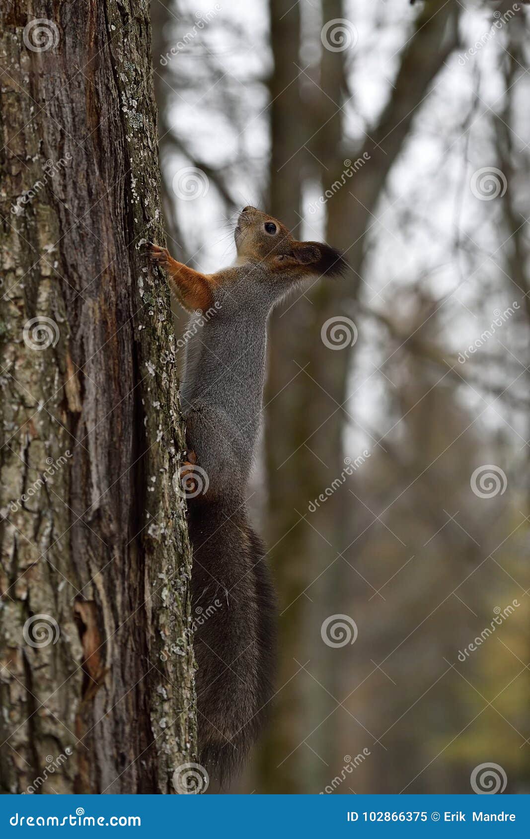 Red Squirrel Climbing on a Tree Stock Image - Image of outdoors, winter ...