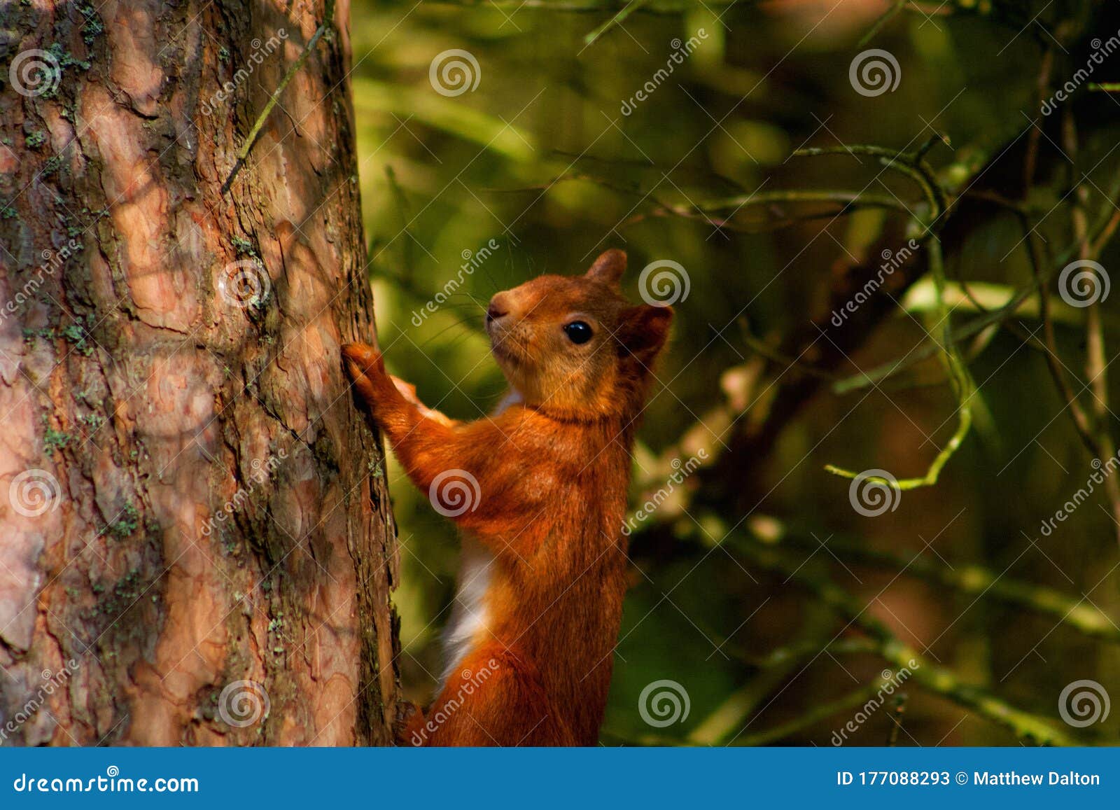 A Red Squirrel Climbing Up a Tree. Stock Image - Image of cute ...