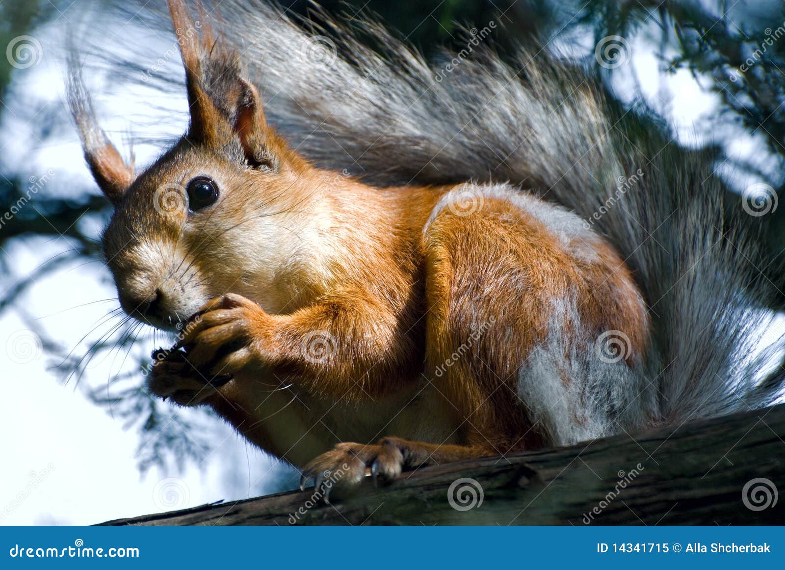 Red squirrel close up stock image. Image of forest, cute - 14341715