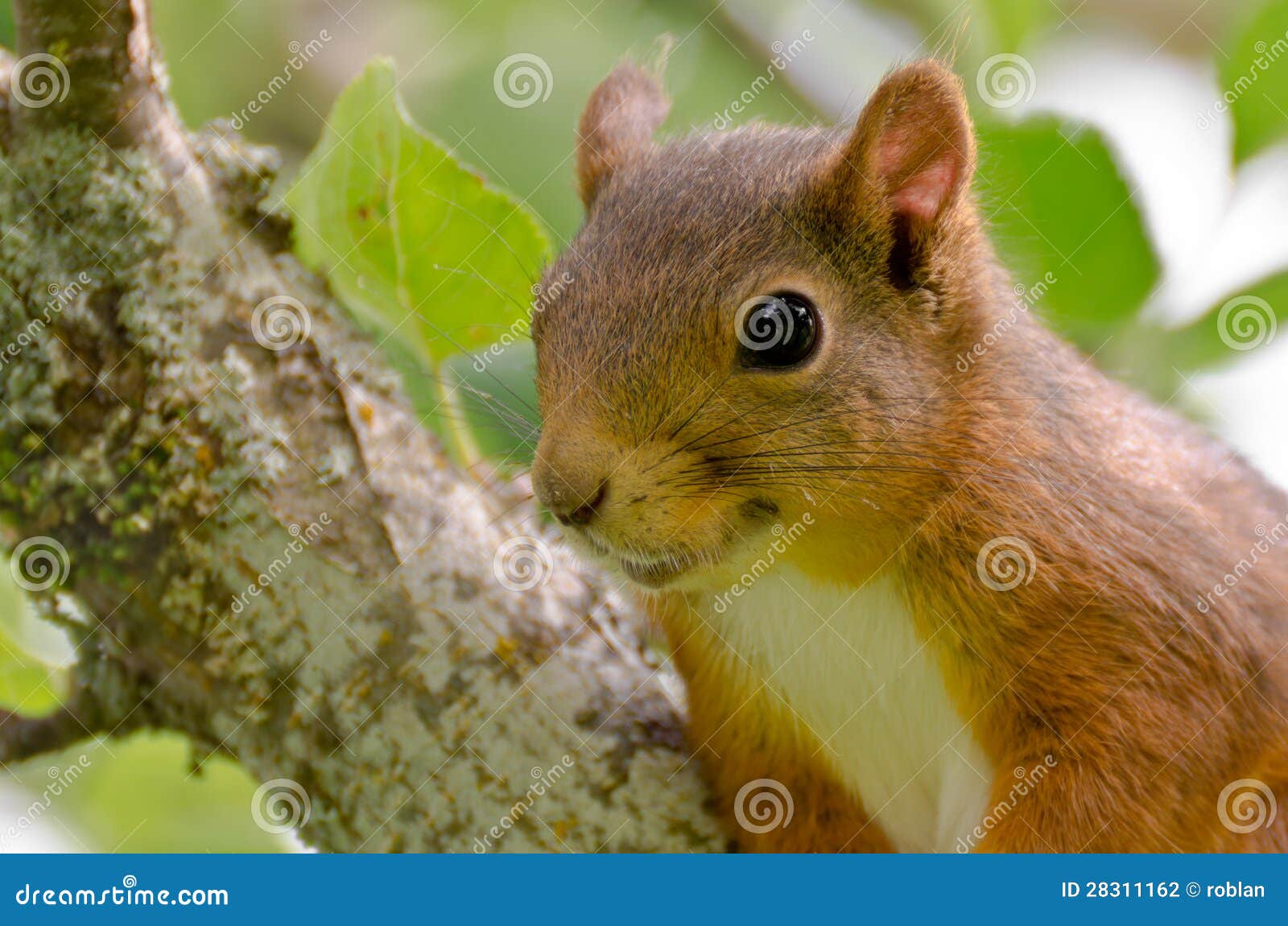 Red squirrel close up stock photo. Image of rind, ears - 28311162