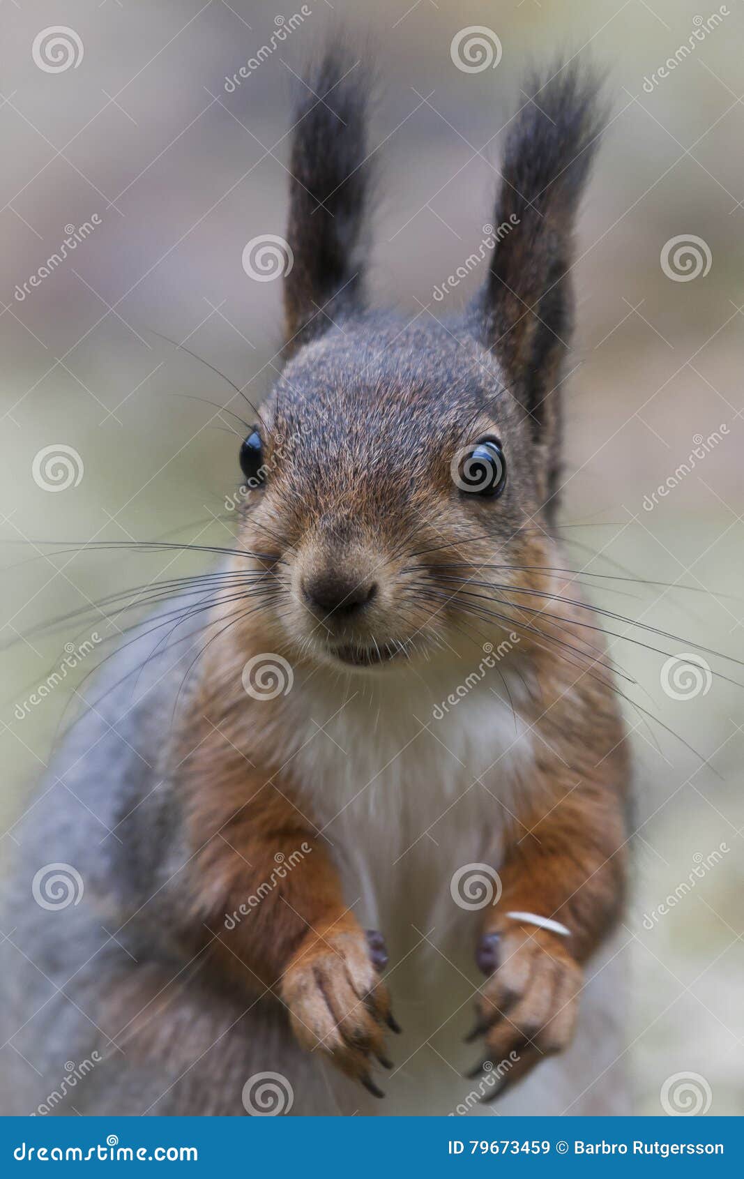 Red squirrel stock image. Image of rodent, squirrel, face - 79673459